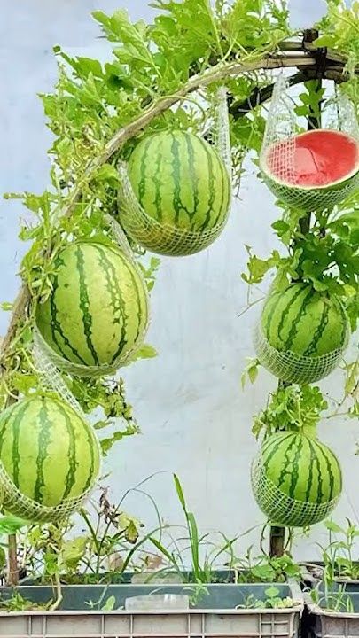 Growing Watermelons at Home: Big, Sweet, and Easy with This Proven ...
