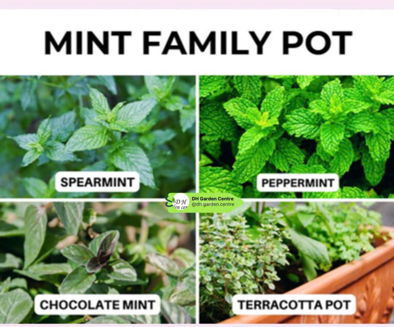 How to Grow Mint in Canada Without Letting It Take Over Your Garden ...
