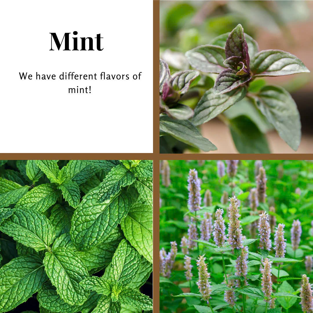 How to Grow Mint in Canada Without Letting It Take Over Your Garden ...