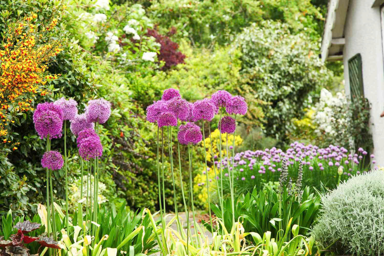 Pest-Repelling Perennials: 5 Powerful Plants That Keep Bugs Off Your ...