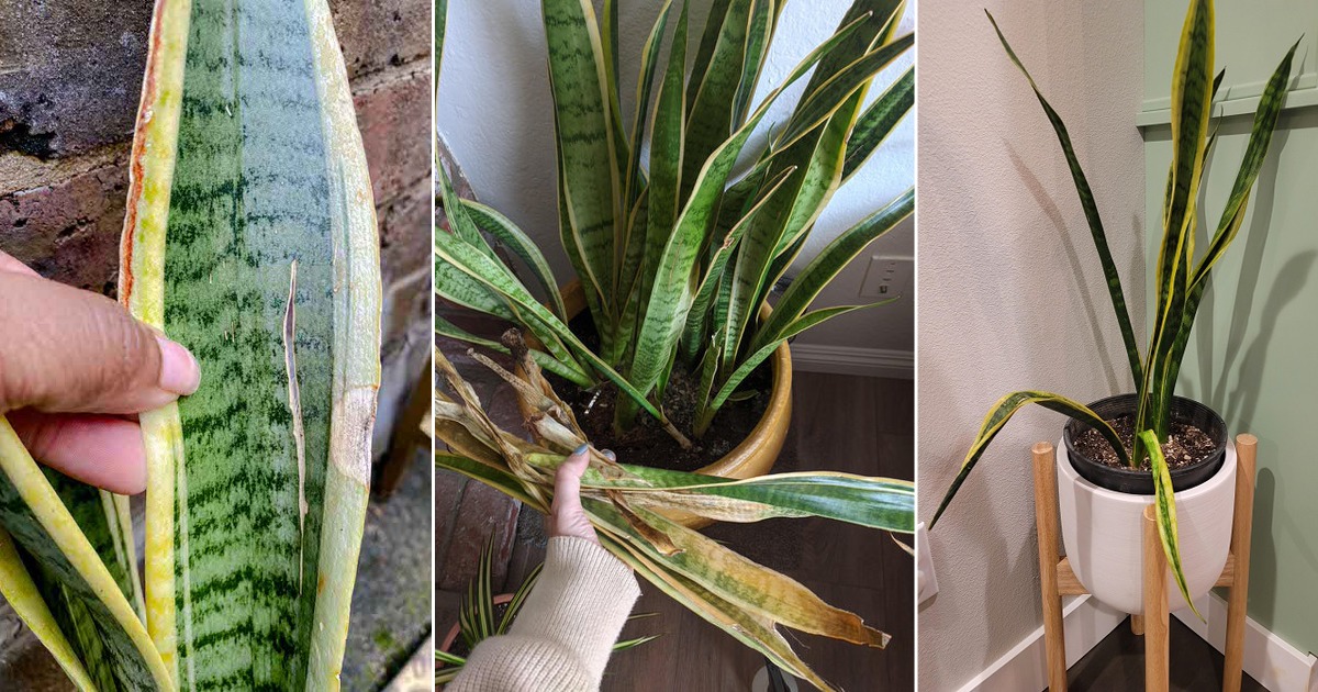 Snake Plant Problems Explained: 10 Common Issues and How to Fix Them ...