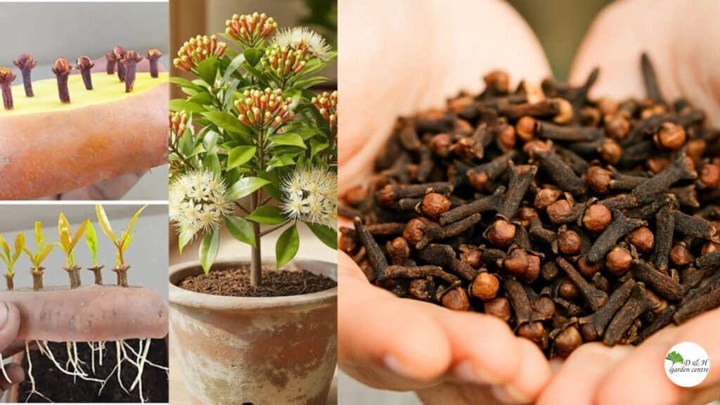 How to Grow Clove Tree From Seed: The Complete Step-by-Step Guide for ...