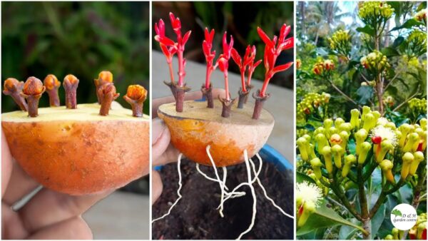 How to Grow Clove Tree From Seed: The Complete Step-by-Step Guide for ...
