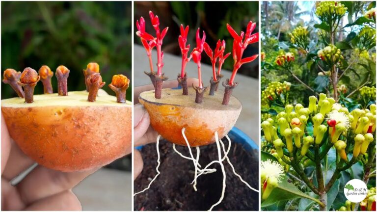 How to Grow Clove Tree From Seed: The Complete Step-by-Step Guide for ...