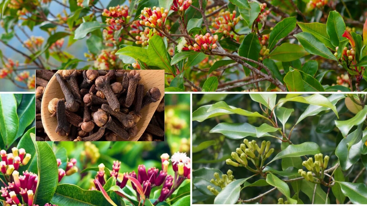 How to Grow Clove Tree From Seed: The Complete Step-by-Step Guide for ...