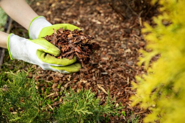 Types of Mulch for Vegetable Gardens: Pros, Cons & How to Use Each One ...
