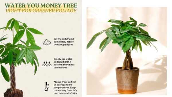 How to Care for a Money Tree: A Complete Guide to Keeping This ...