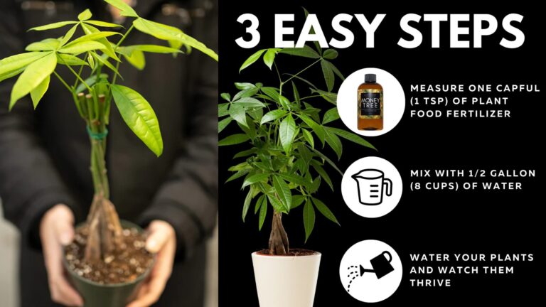How to Care for a Money Tree: A Complete Guide to Keeping This ...