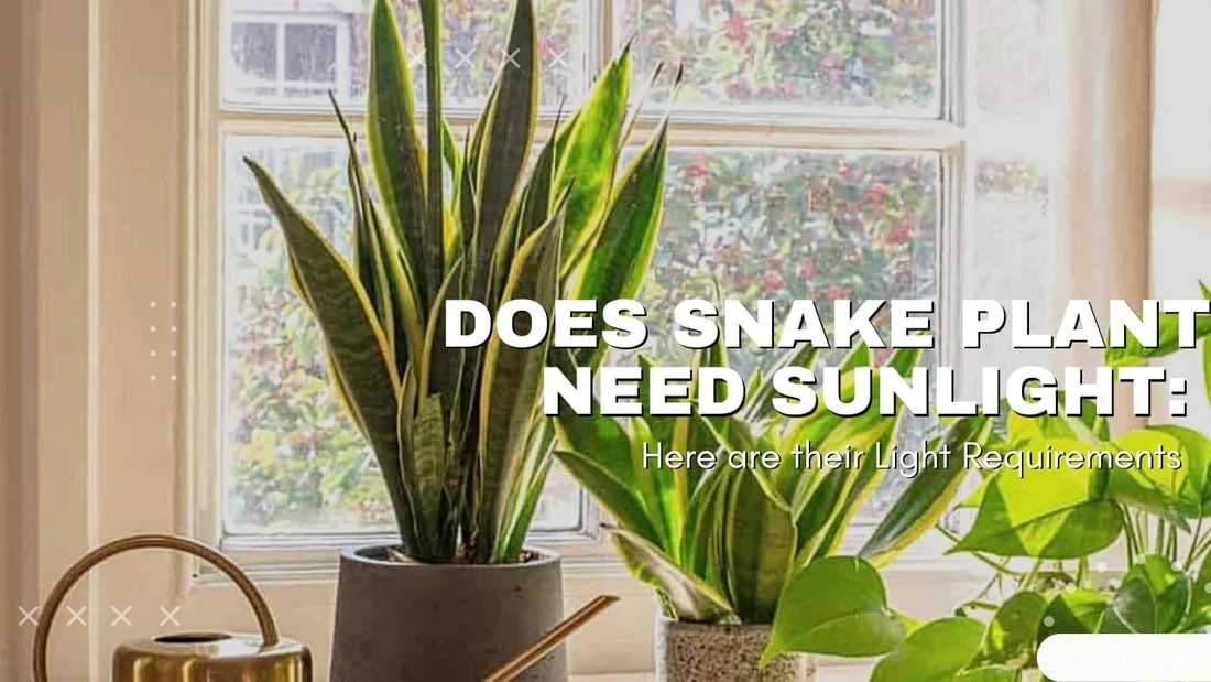 Snake Plant Care Guide: How to Grow a Healthy, Thriving Snake Plant at ...